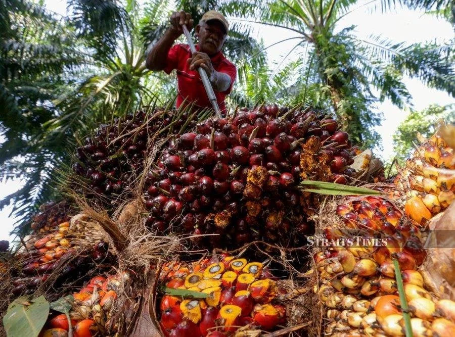 80 per cent of Sabah Palm Oil Plantations Achieve MSPO Certification – MSPO